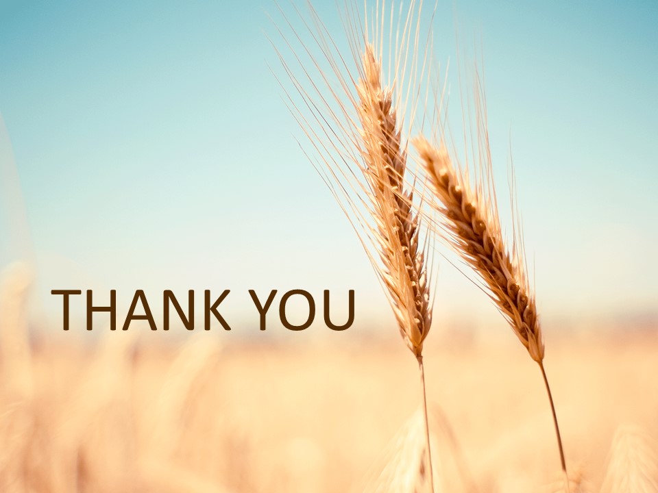 Free Barley Powerpoint Template Free Powerpoint Templates Wonderful