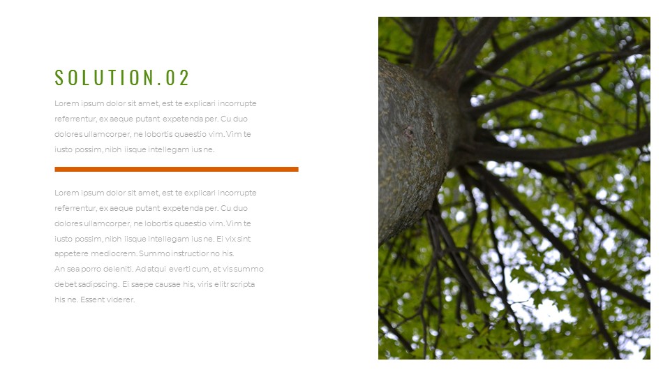 Forestry Google Slides Templates for Your Next Presentation