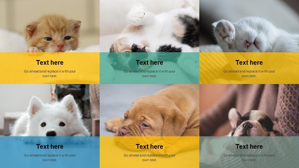 My Pet Google Presentation Slides