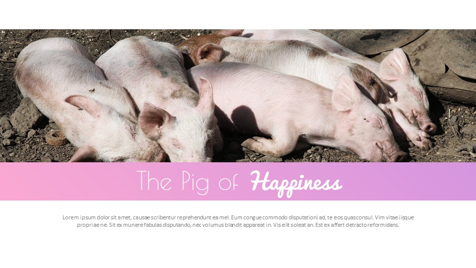 Year of The Pig Google Slides Themes