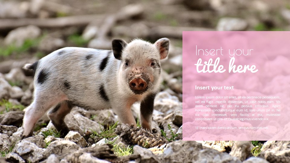 Year of The Pig Google Slides Themes