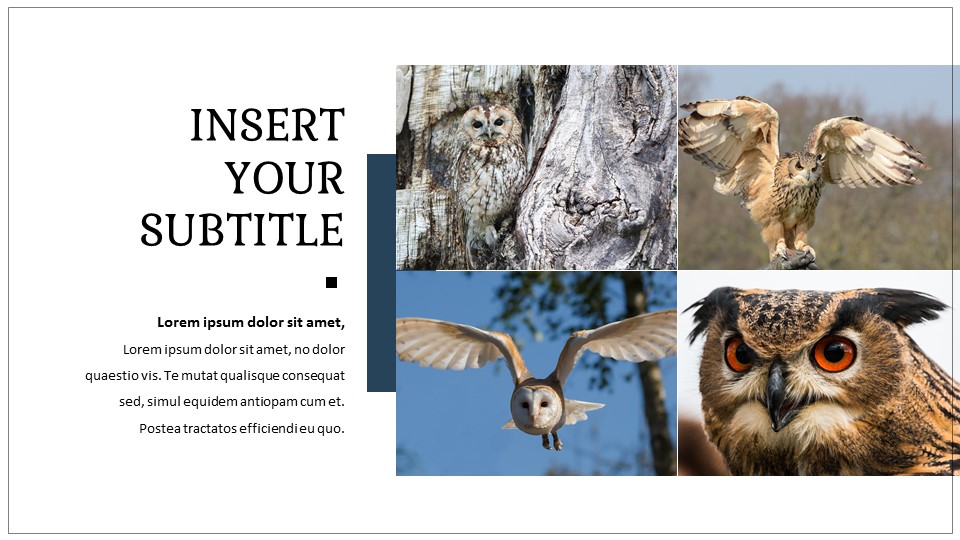 Owl Easy Google Slides Template