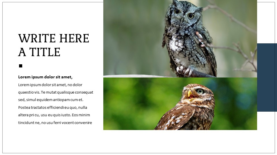 Owl Easy Google Slides Template