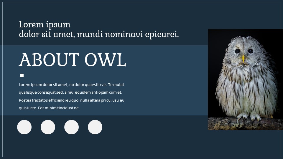 Infographic Tutorials By A Owl