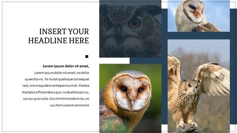 Owl Easy Google Slides Template