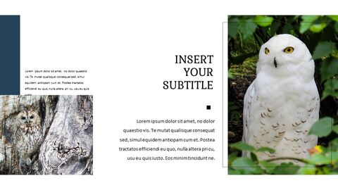 Owl Easy Google Slides Template