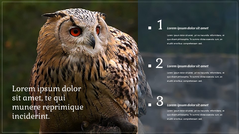 Infographic Tutorialsbya Owl
