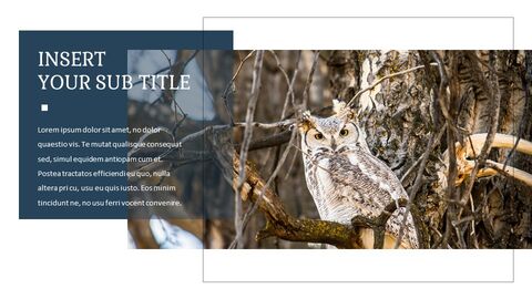 Owl Easy Google Slides Template