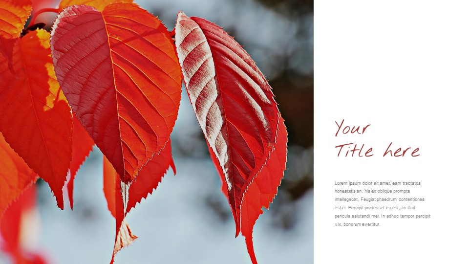 Autumn Season Google Slides Presentation Templates