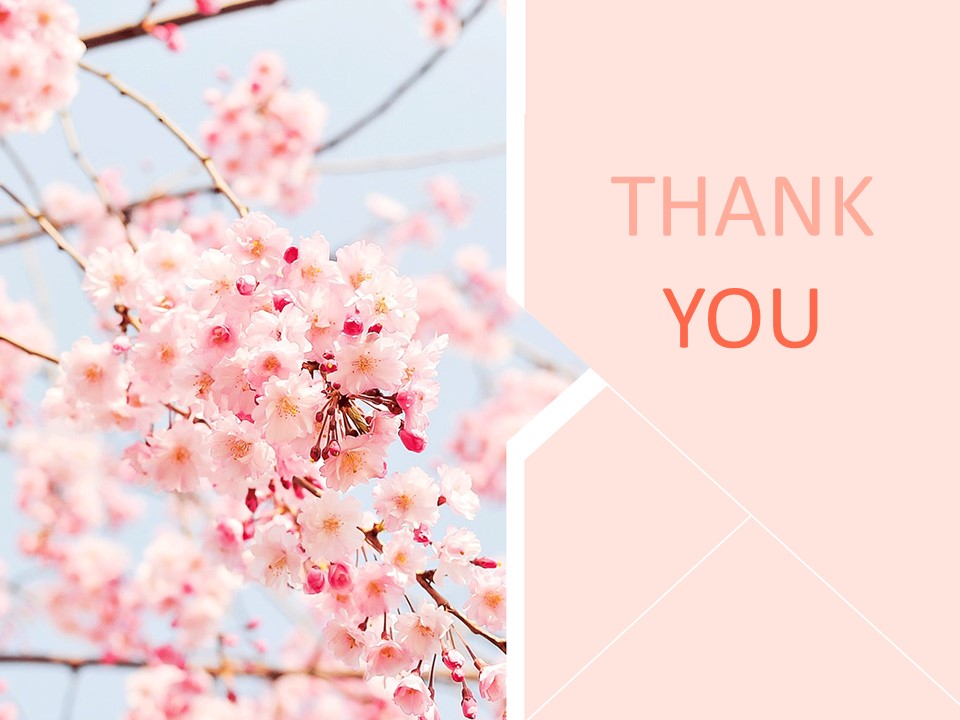 Cherry Blossom Ending - Free Images for Google Slides