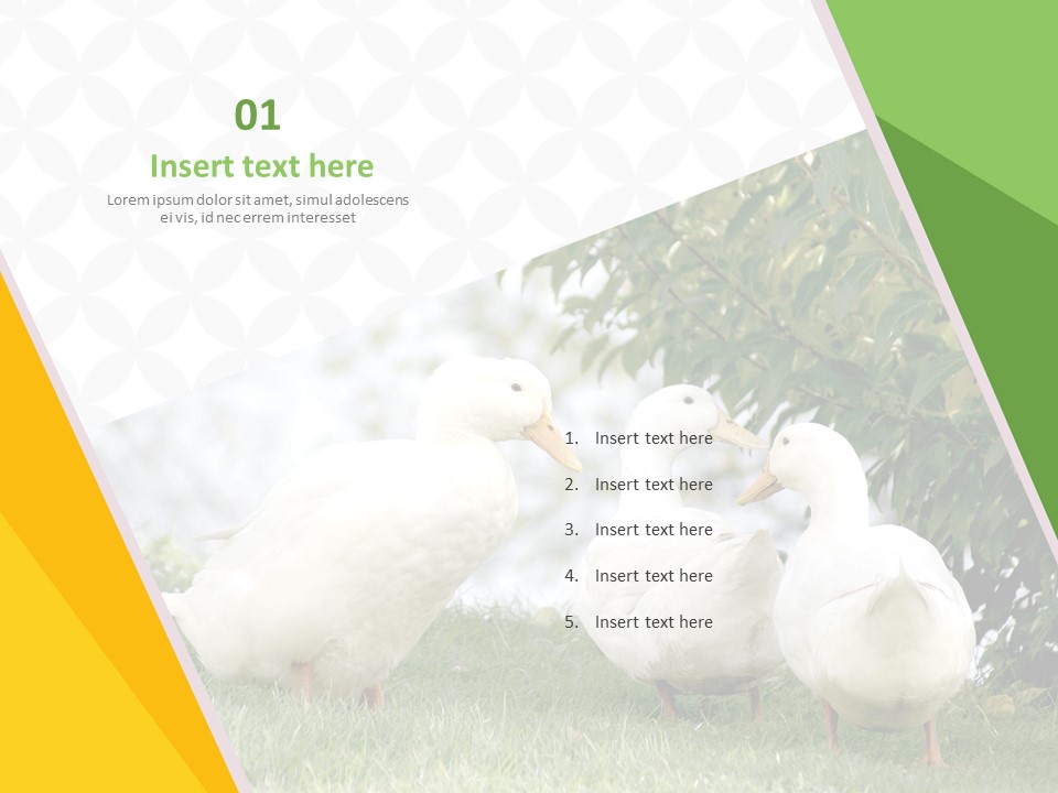 A White Duck - Free Presentation Template|Google Slides