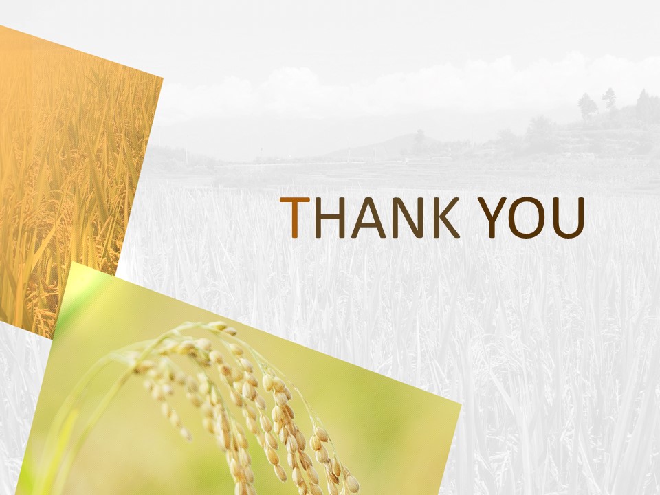 Free Google Slides Templates - An Ear of Rice Drooping