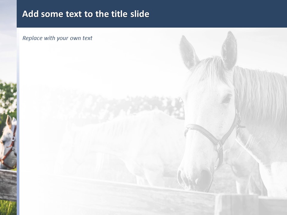 White Horse - Free Images for Google Slides
