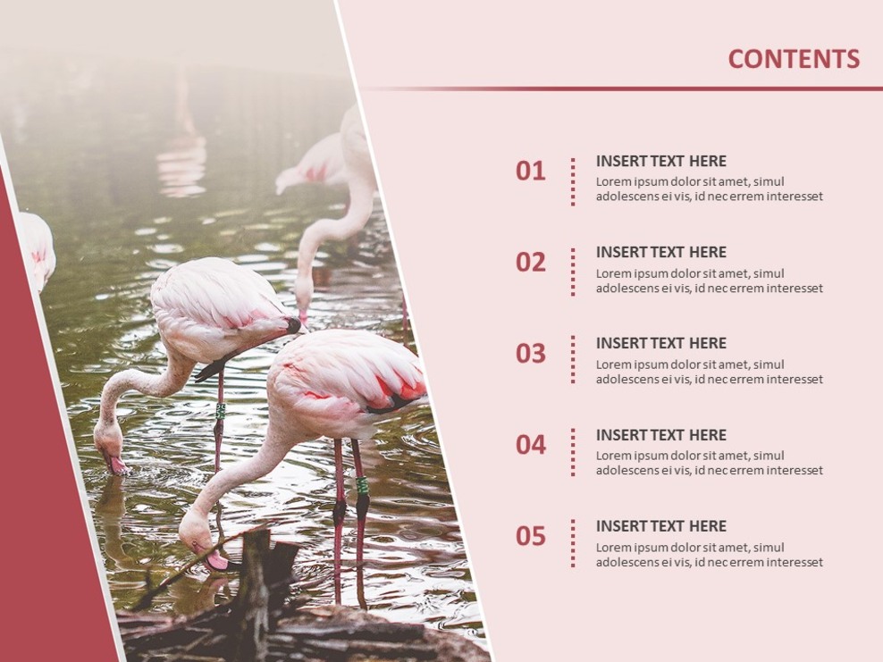 Free Images for Presentations - A Flamingo in Nature|Google Slides