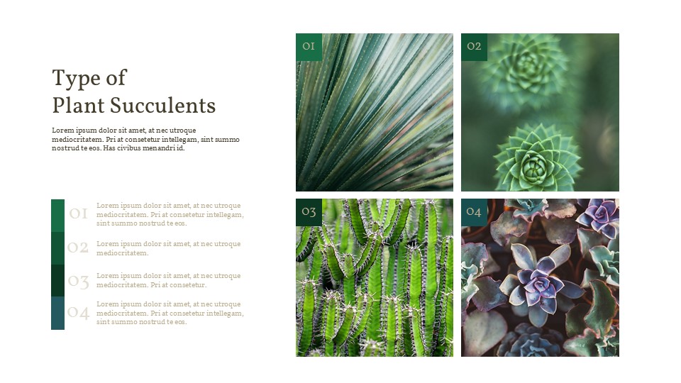 Succulent Plant PowerPoint to Google Slides