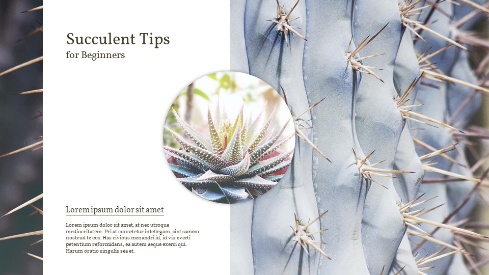 Succulent Plant PowerPoint to Google Slides