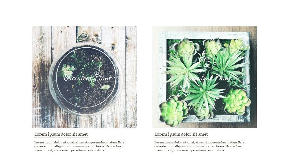 Succulent Plant PowerPoint to Google Slides