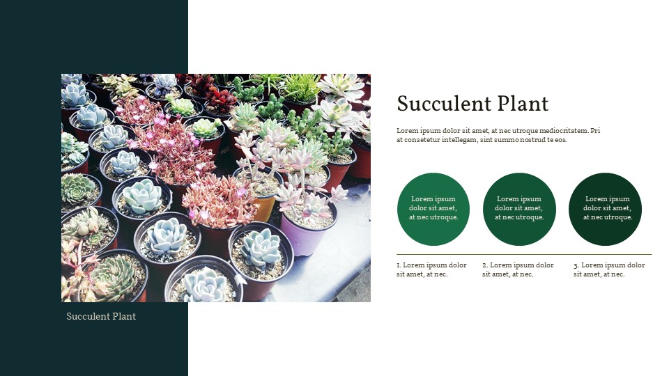 Succulent Plant PowerPoint to Google Slides
