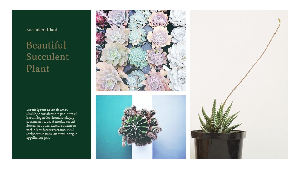 Succulent Plant PowerPoint to Google Slides