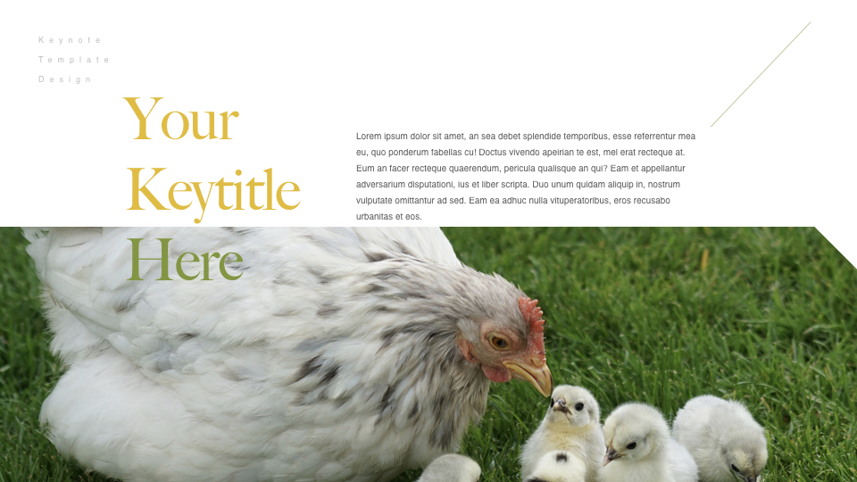 PoultryFarm Theme Keynote Design