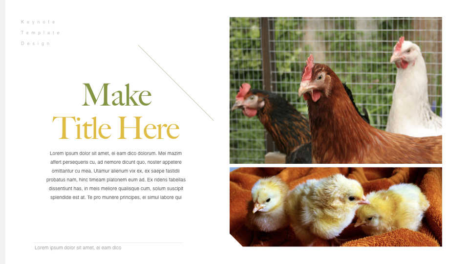 PoultryFarm Theme Keynote Design