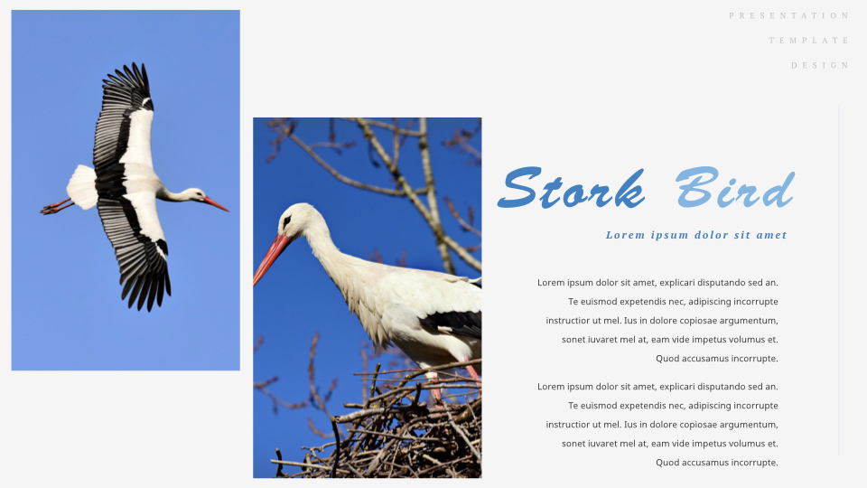 A Flying Bird PPTX Keynote|Lifestyle