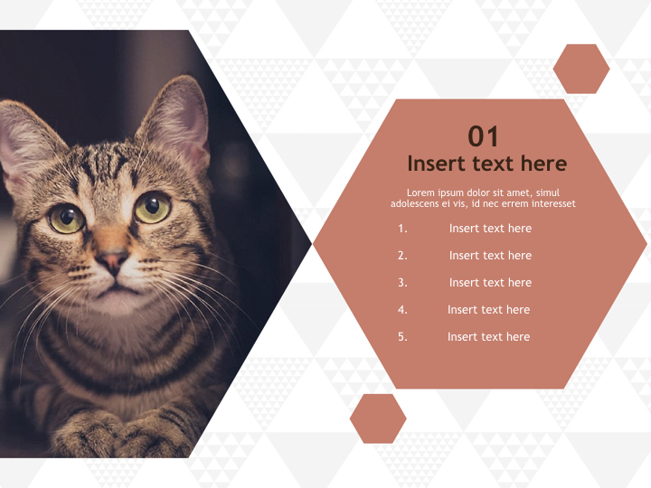 pet cat - Free Keynote|Slides