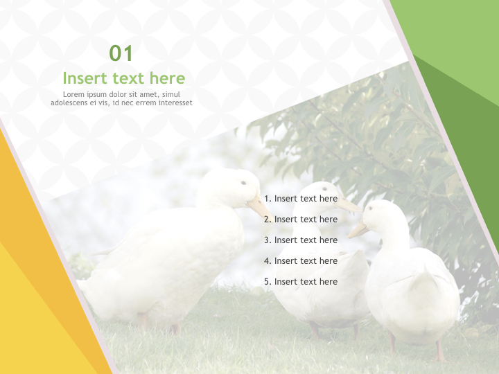 Free Images for Presentations - a white duck|Keynote|Slides