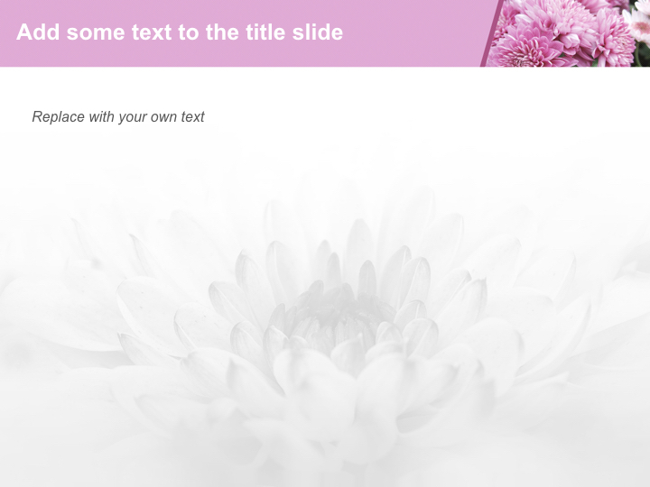 Chrysanthemum - Free Professional Keynote Templates|Slides