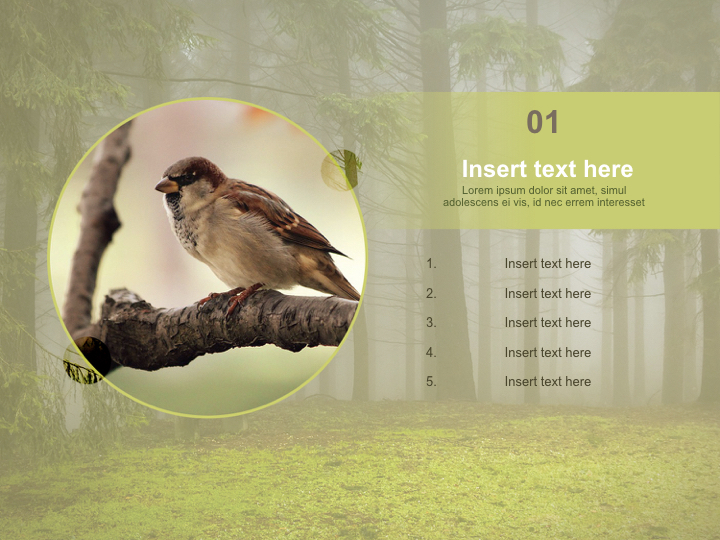 Free Professional Keynote Templates - Sparrows in Forests|Slides