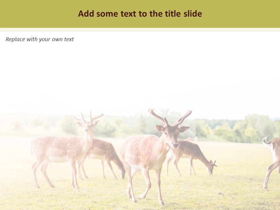 Deer on Grassland - Free Powerpoint Template