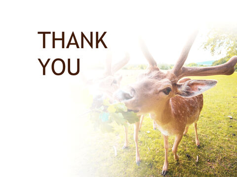 Free Presentation Templates - Deer on Grassland|Keynote|Slides