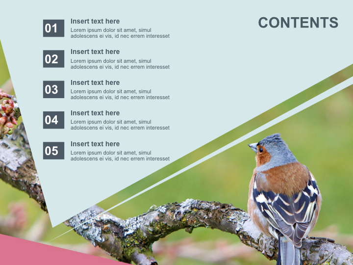 A Rare Bird Theme - Free Keynote Templates