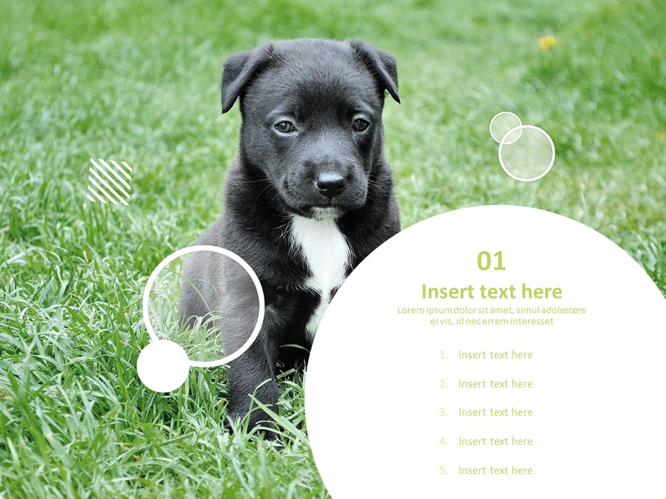 Google Slides Template Free - White Dogs