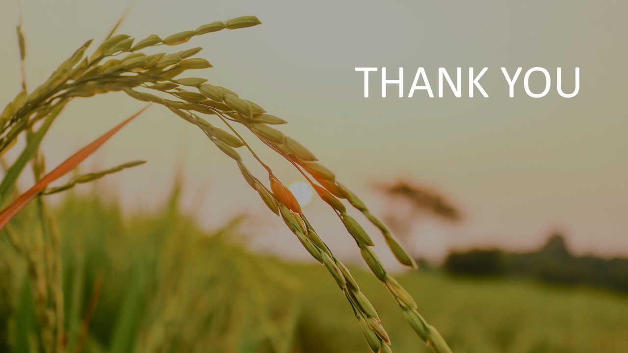 Autumn Rice Plant - Free Professional Google Slides Templates