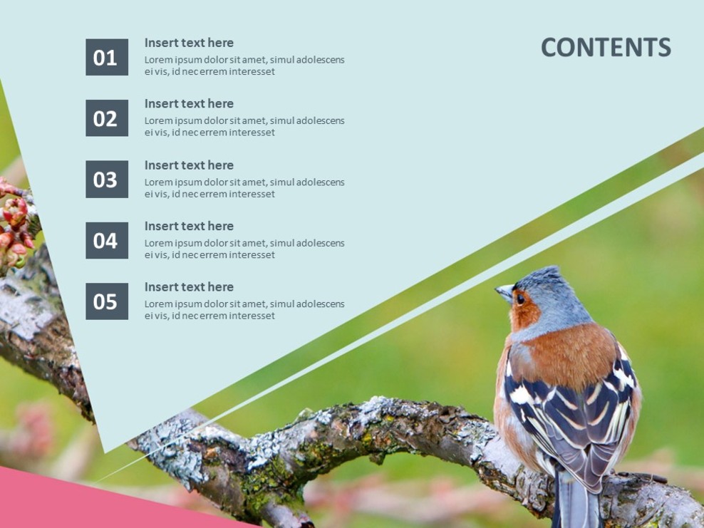 Free Presentation Templates - A Rare Bird Theme
