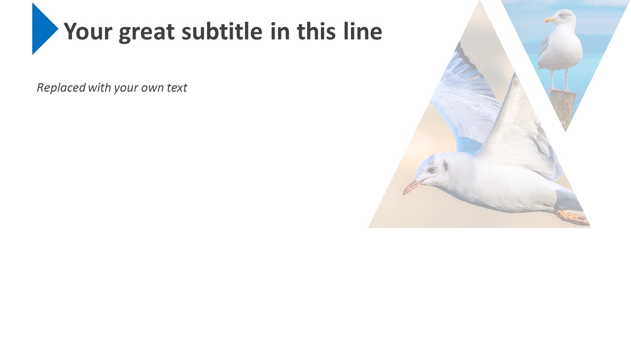 Seagull - Google Slides Images Free Download