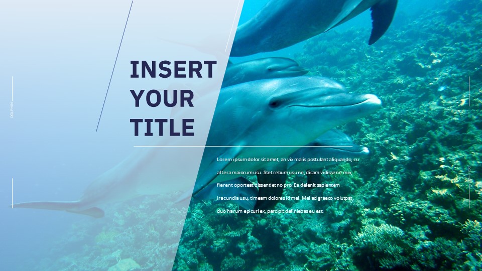 Dolphin Google Slides Templates for Your Next Presentation