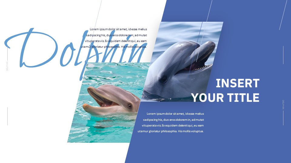 Dolphin Google Slides Templates for Your Next Presentation