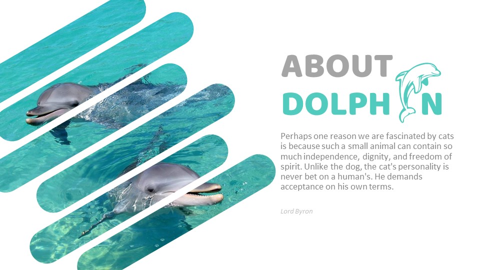 Dolphin Google Slides Template Diagrams Design