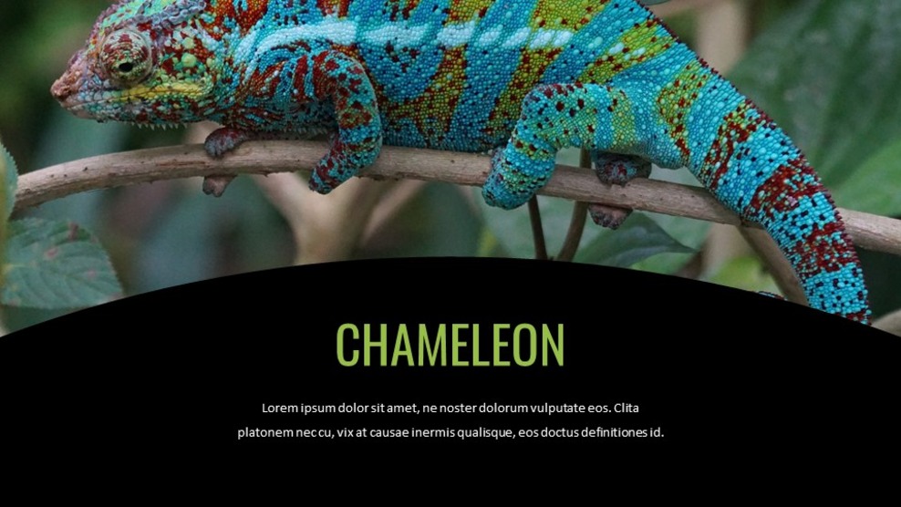 Reptiles Google Slides Templates for Your Next Presentation