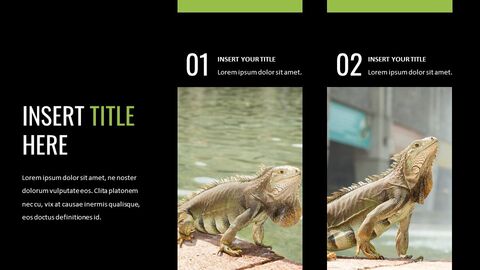 Reptiles Google Slides Templates for Your Next Presentation