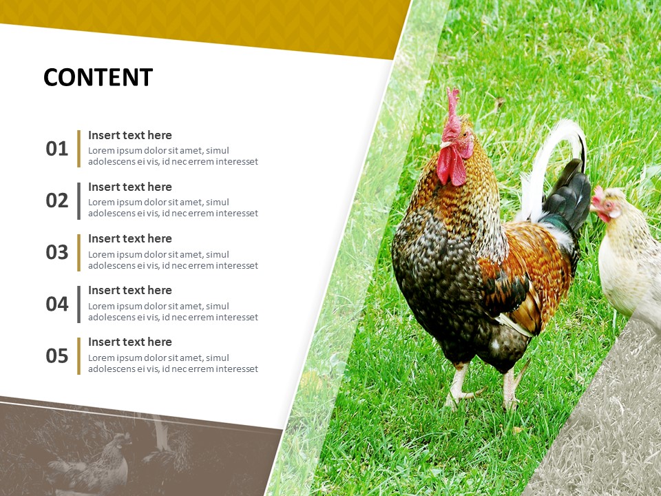 Gratis Un pollo en el campo - Muestra gratuita de PowerPoint