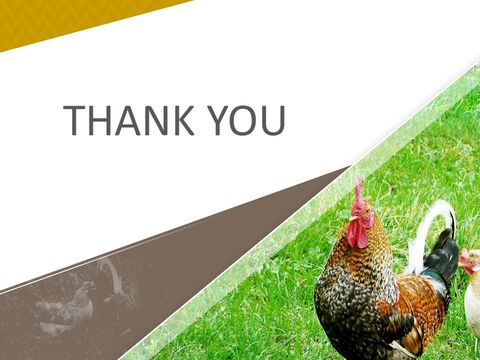 A Chicken on the Field - Free Powerpoint Sample