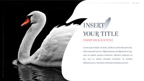 Swan Powerpoint Presentation