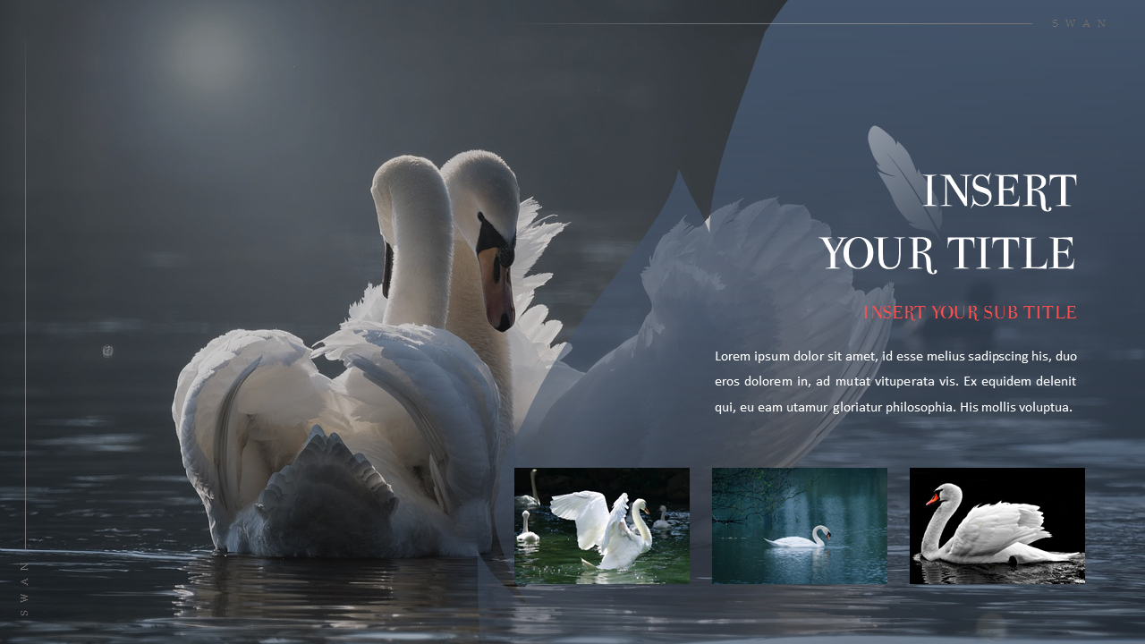 Swan Powerpoint Presentation