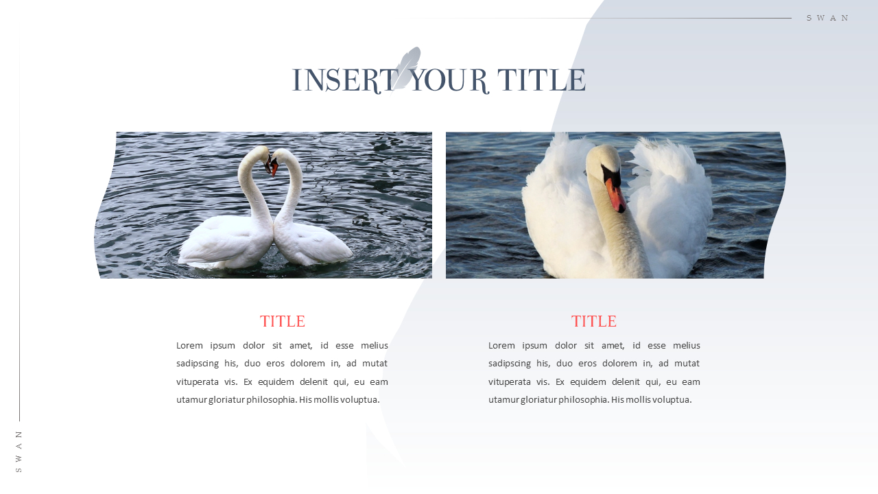 Swan Powerpoint Presentation