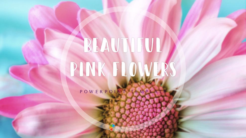 Beautiful pink flowers Slide Presentation