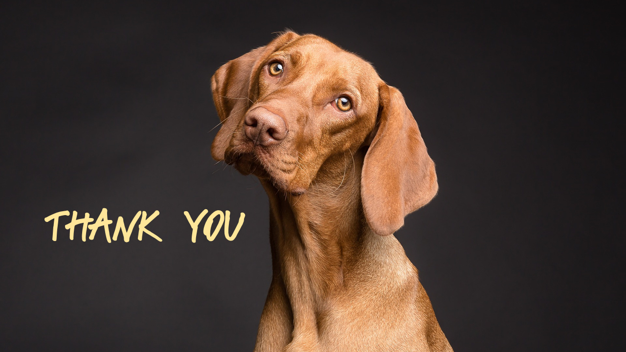 Pet shop Simple PowerPoint Template Design