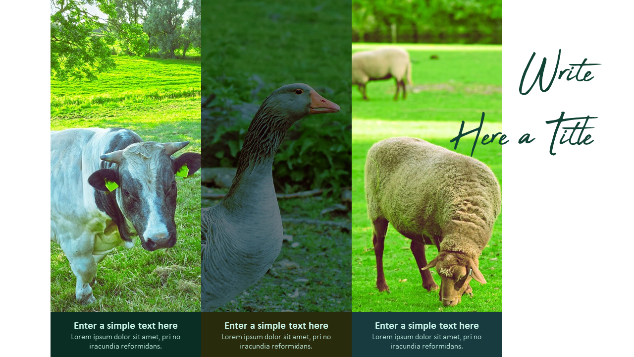 Farm and Livestock Powerpoint Presentation